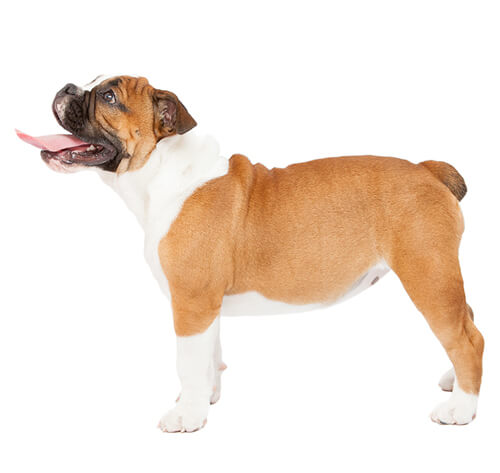 Buldog - opis i charakterystyka rasy | Purina PL