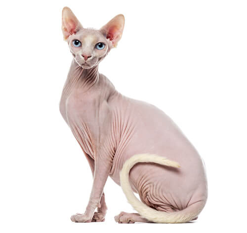 Sfinks - opis i charakterystyka rasy | Purina