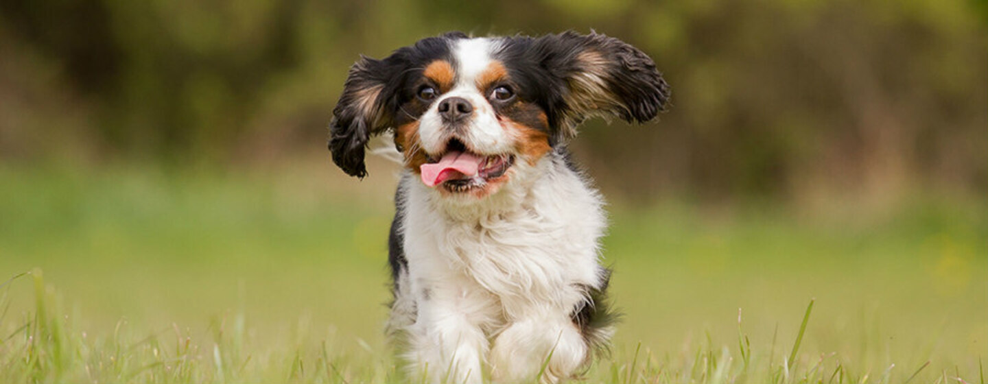 Psy miniaturowe - Charakterystyka rasy | PURINA