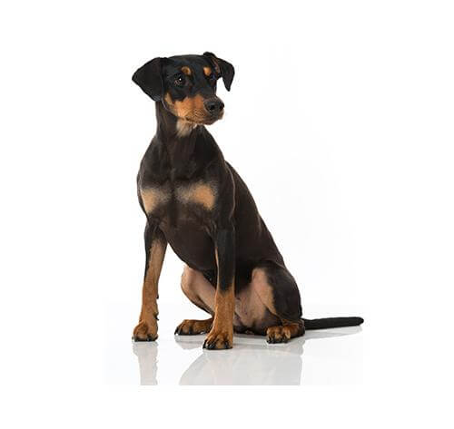 Informacje i opis psa rasy Pinczer Średni | Purina