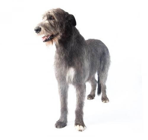 Informacje i opis psa rasy Wilczarz Irlandzki | Purina PL