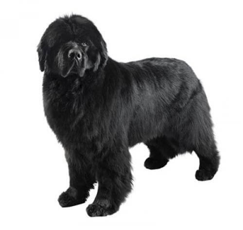 Informacje i opis psa rasy Nowofunland | Purina