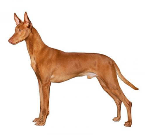 Informacje i opis psa rasy Pies Faraona | Purina PL