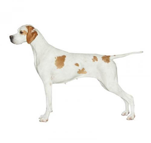 Informacje i opis psa rasy Pointer | Purina PL