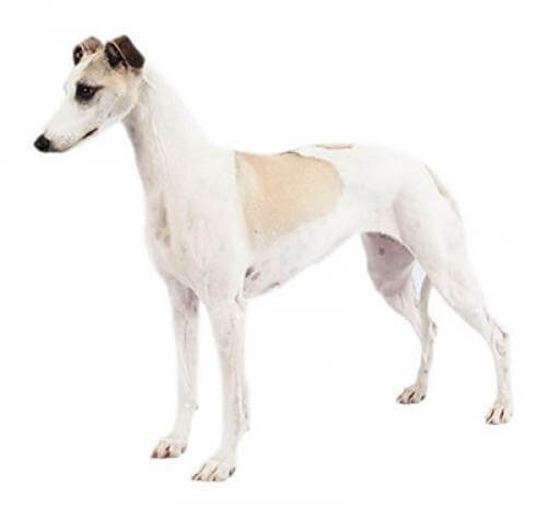 Opis psa rasy Whippet (Chart Angielski) | Purina PL