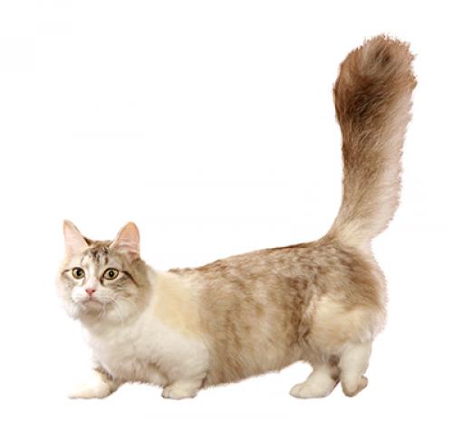 Munchkin - opis i charakterystyka rasy | Purina