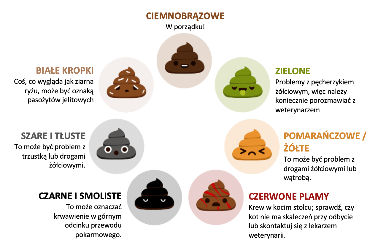 Kocia kupa: o czym informuje jej kolor | PURINA